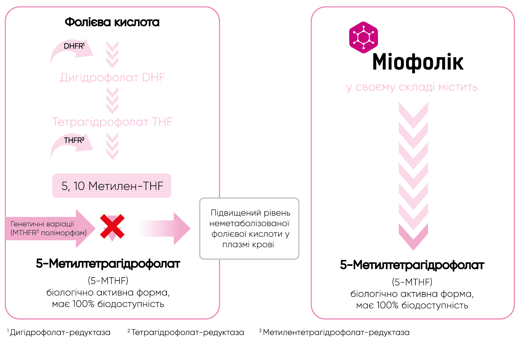Фолиевая кислота 4-го поколения в составе средства Миофолик
